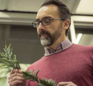 Walking the trees: we traced how First Nations groups moved bunya pine ...