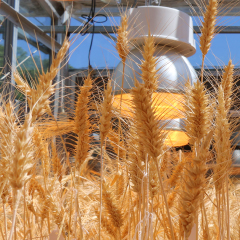 Space age plant breeding lights the way for future crops - Queensland ...