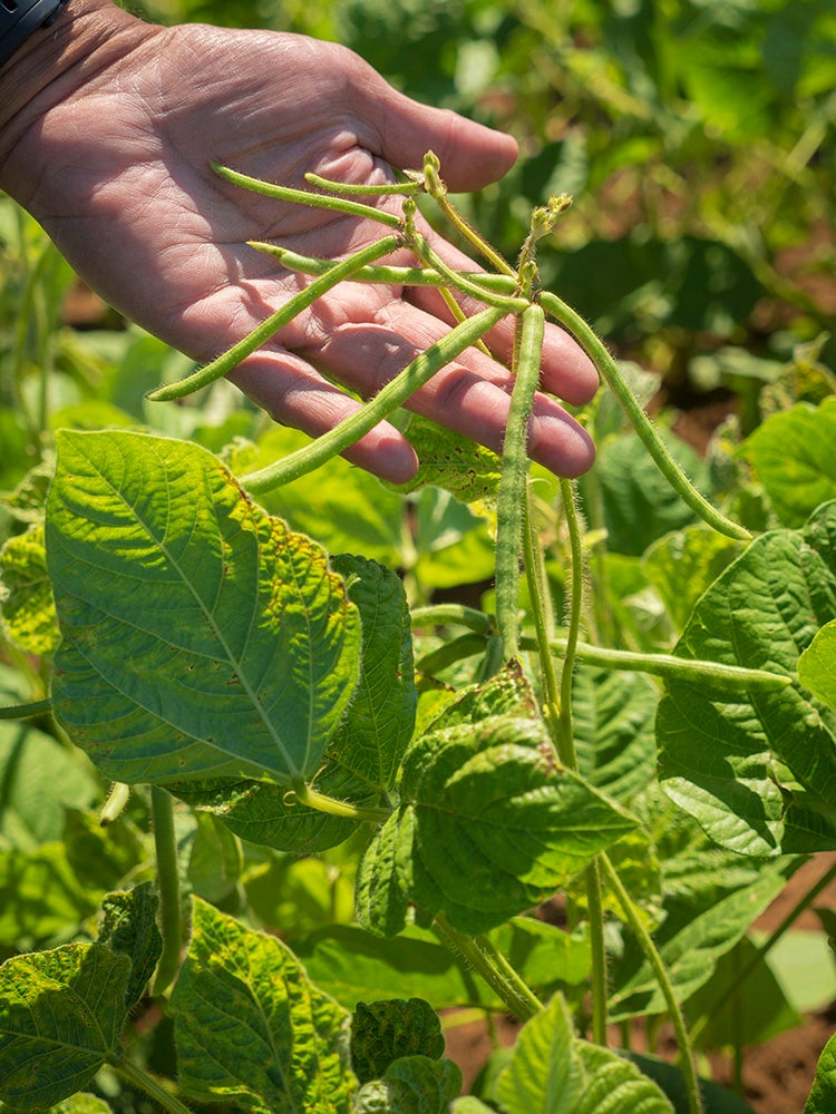 From ‘mongrel beans’ to money beans - Queensland Alliance for ...