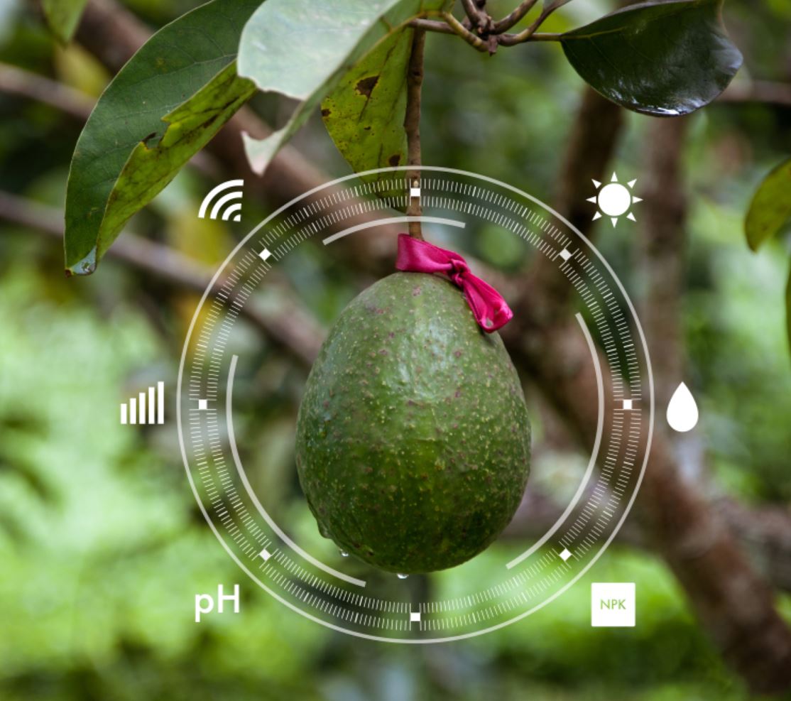 Researchers dish up digital avocado - Queensland Alliance for ...