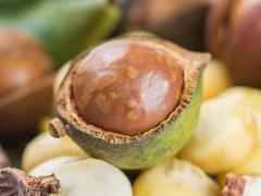 Disease management lifts macadamia industry confidence - Queensland ...