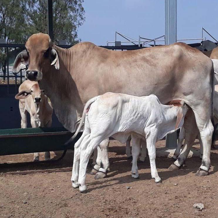 Good feed, good milk, good calving: research hones in on cow fertility ...