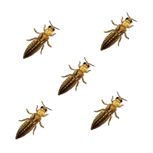 Australian researchers join forces to combat insect pest with Kansas ...