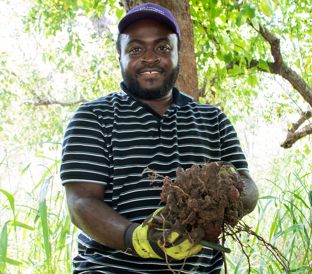 Cooking up a future for Australian yams - Queensland Alliance for ...